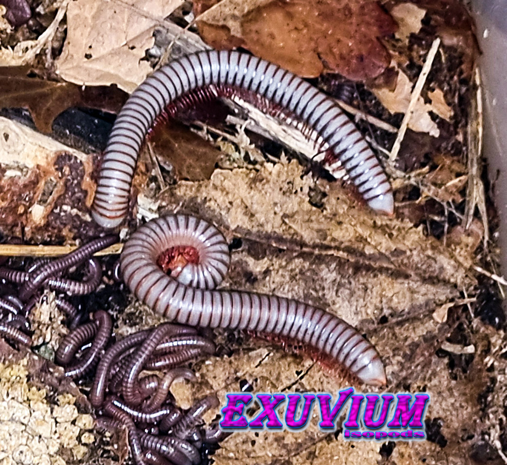 Atopochetus caudulanus (Thai Rainbow Millipede) – Exuvium Isopods