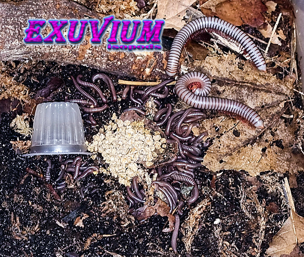 Atopochetus caudulanus (Thai Rainbow Millipede) – Exuvium Isopods