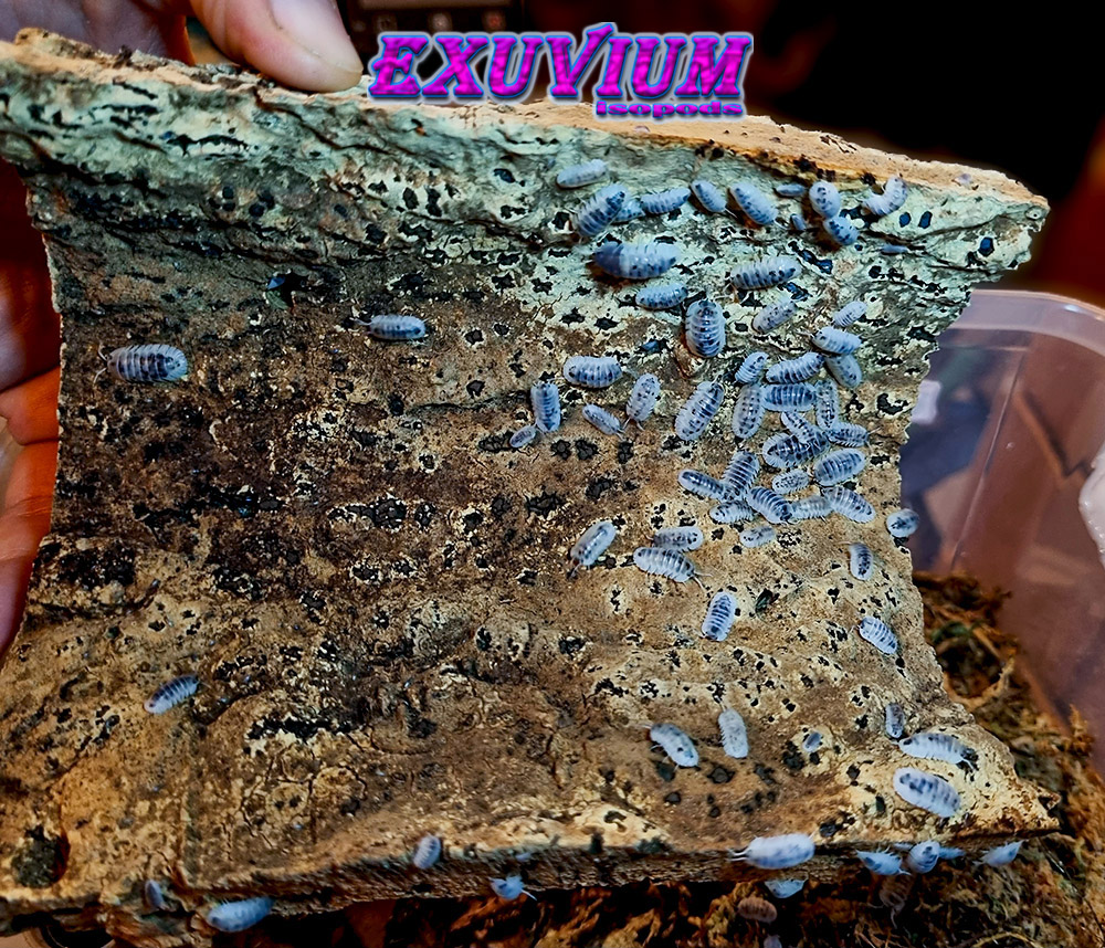 Nesodillo arcangelii ‘Shiro Utsuri’ – Exuvium Isopods