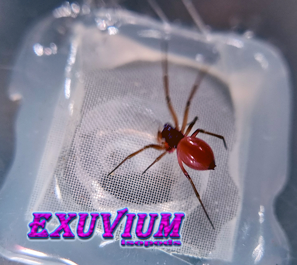 Ostearius melanopygius – Exuvium Isopods