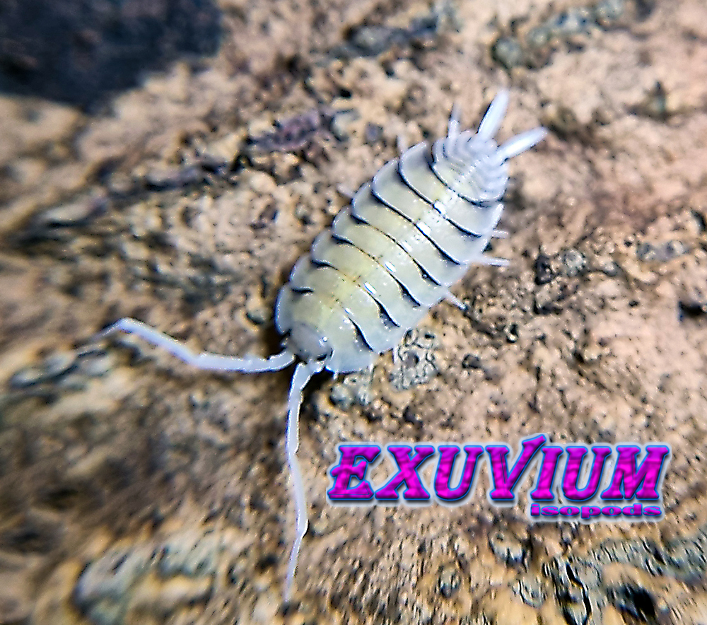 Porcellio bolivari (Skeleton isopod) – Exuvium Isopods