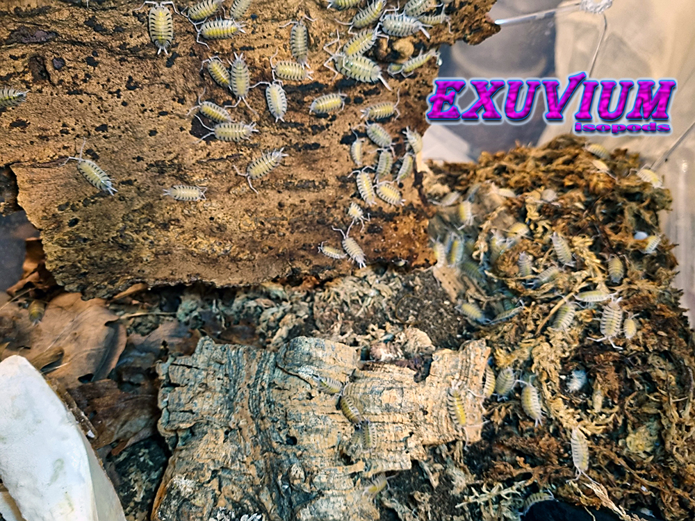 Porcellio bolivari (Skeleton isopod) – Exuvium Isopods