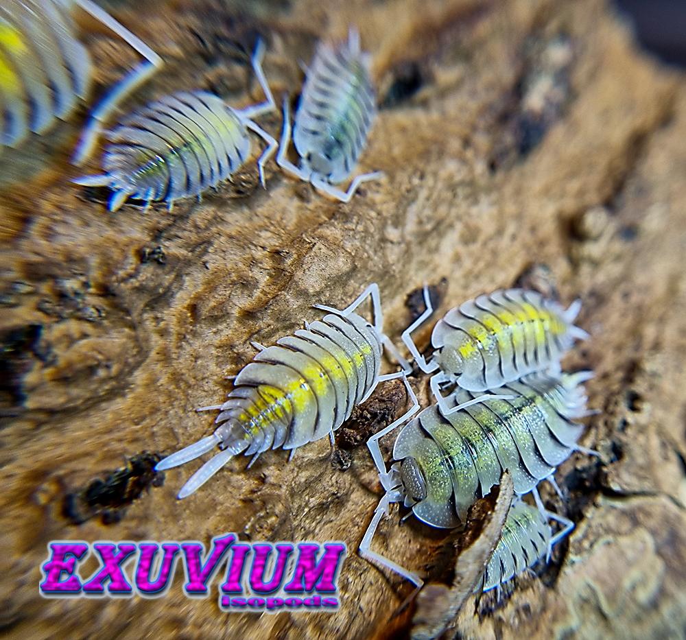 Porcellio bolivari morph mix – Exuvium Isopods