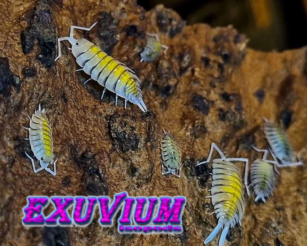Porcellio bolivari morph mix – Exuvium Isopods