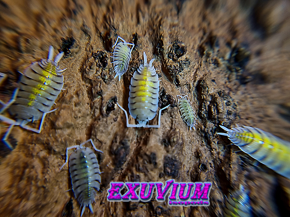 Porcellio bolivari morph mix – Exuvium Isopods
