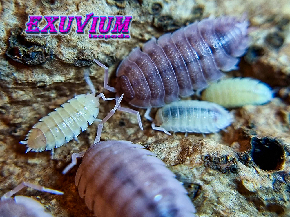 Porcellio scaber ‘Ghost’ – Exuvium Isopods