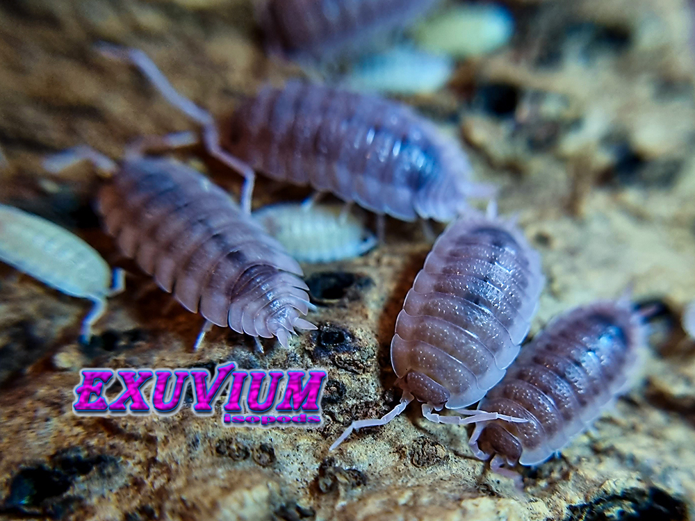 Porcellio scaber ‘Ghost’ – Exuvium Isopods