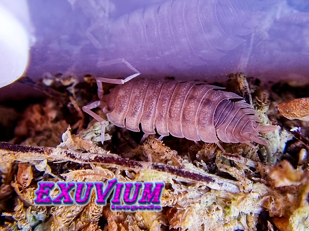Porcellio scaber ‘Ghost’ – Exuvium Isopods