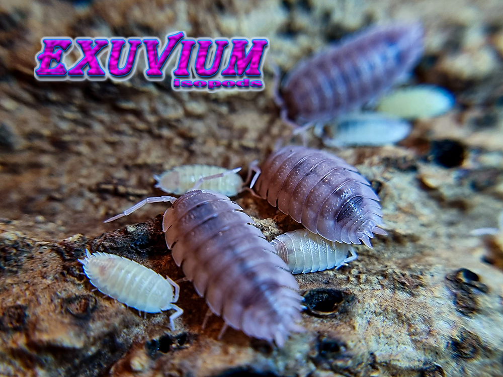 Porcellio scaber ‘Ghost’ – Exuvium Isopods