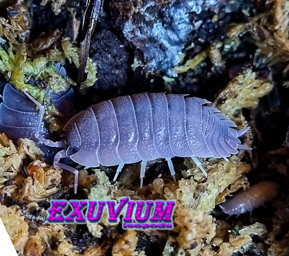 Porcellio selomai – Exuvium Isopods