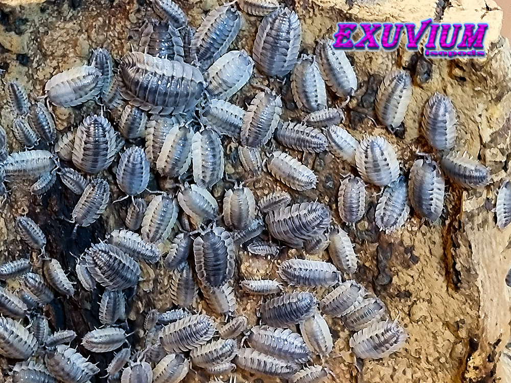 Porcellio spatulatus ‘Coros’ – Exuvium Isopods