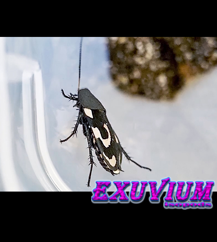 Therea olegrandjeani (Question Mark Cockroach) – Exuvium Isopods