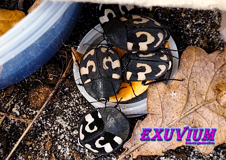 Therea olegrandjeani (Question Mark Cockroach) – Exuvium Isopods