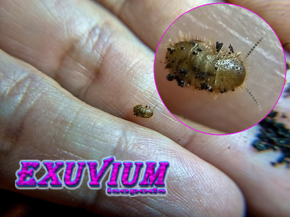 Therea olegrandjeani (Question Mark Cockroach) – Exuvium Isopods