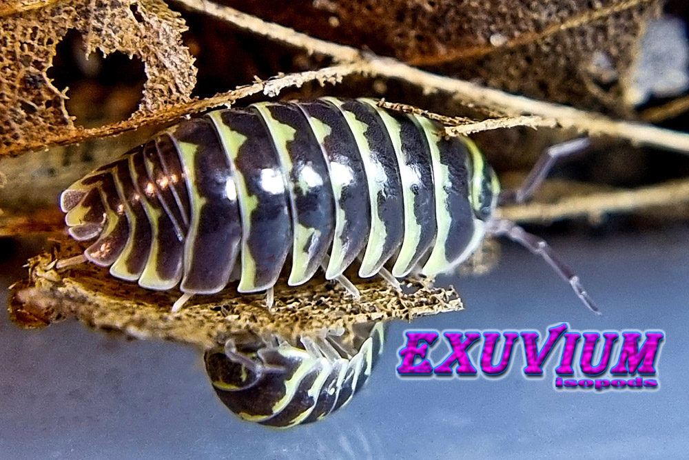 Armadillidium maculatum ‘Yellow’ (Yellow Zebra Isopod) – Exuvium Isopods