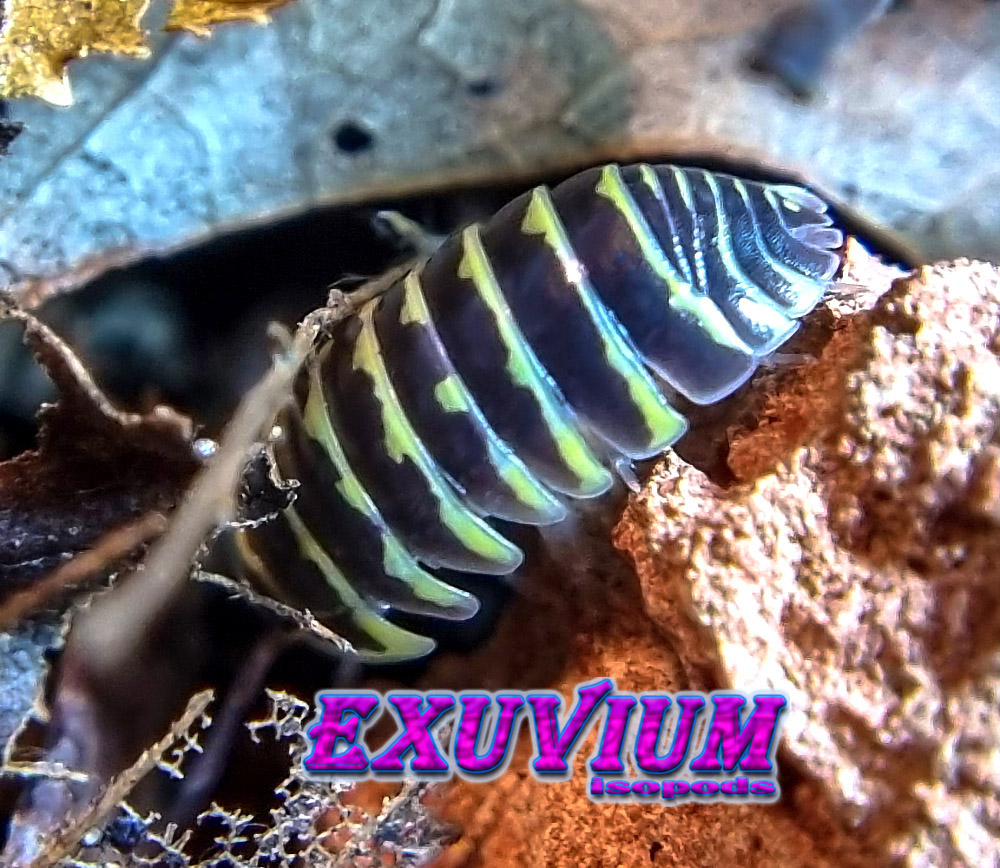 Armadillidium maculatum ‘Yellow’ (Yellow Zebra Isopod) – Exuvium Isopods