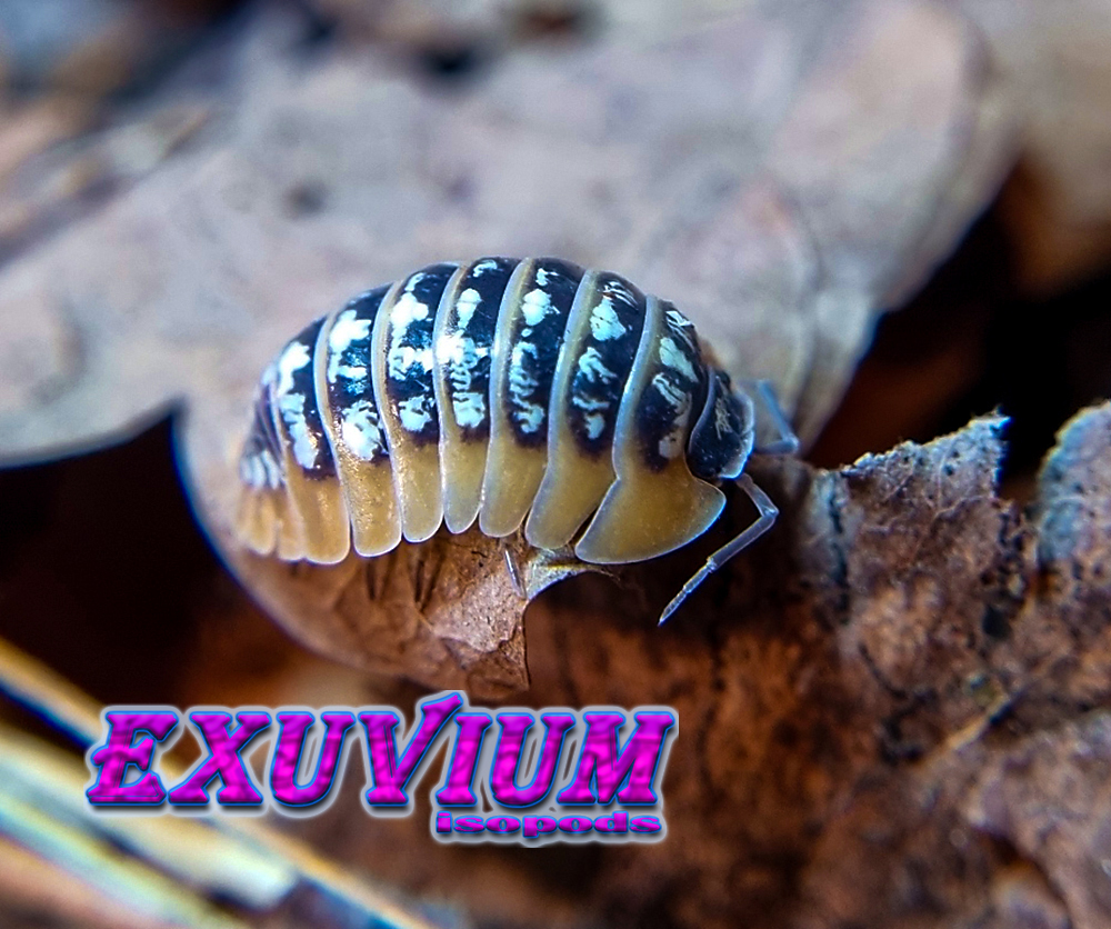 Armadillidium ruffoi ‘Orange Skirt’ – Exuvium Isopods