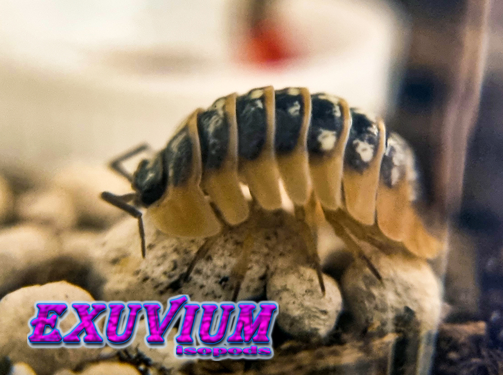 Armadillidium ruffoi ‘Orange Skirt’ – Exuvium Isopods