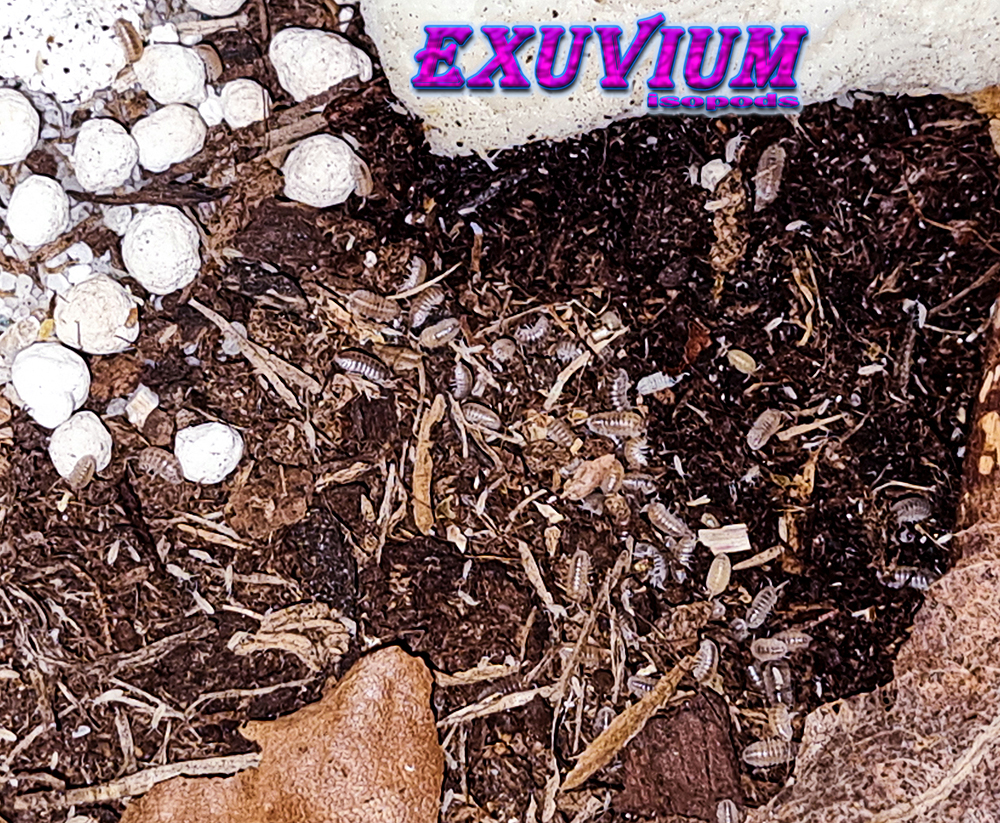 Armadillidium ruffoi ‘Orange Skirt’ – Exuvium Isopods