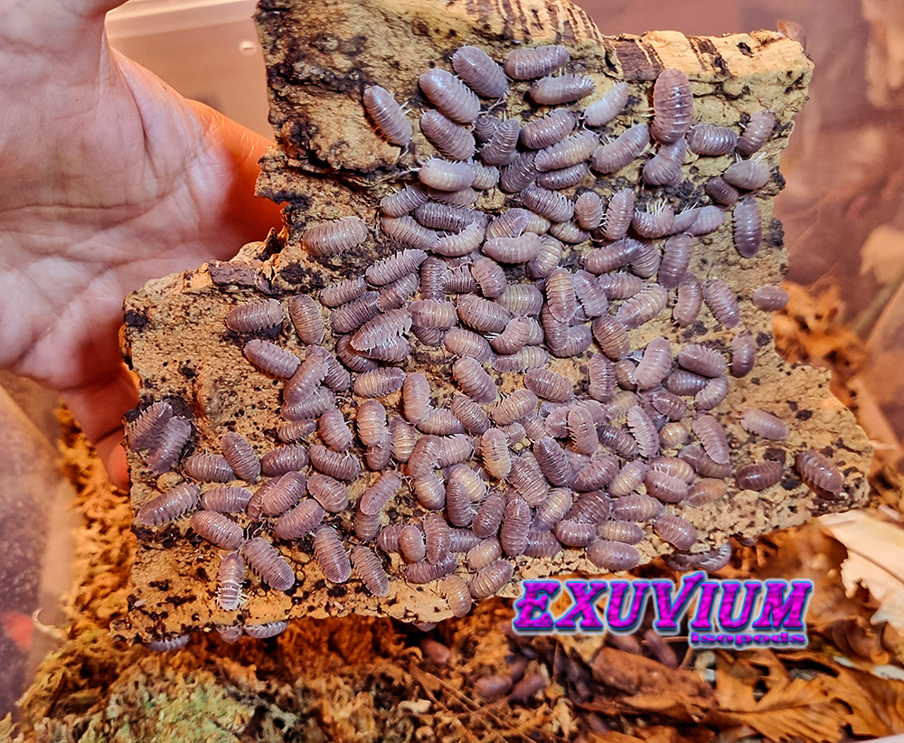 Armadillidium scaberrimum (Sandstone Pill Woodlouse) – Exuvium