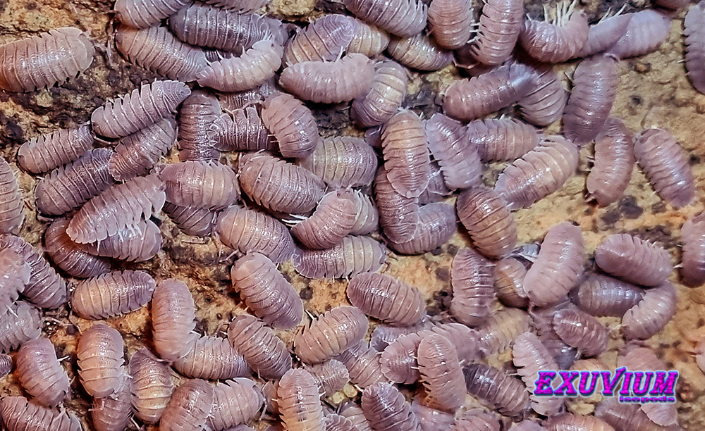 Armadillidium scaberrimum (Sandstone Pill Woodlouse) – Exuvium Isopods