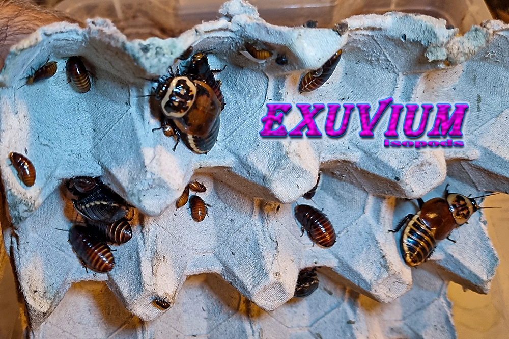 Lucihormetica verrucosa (Warty-Glowspot Roach) SALE 🔥 – Exuvium Isopods