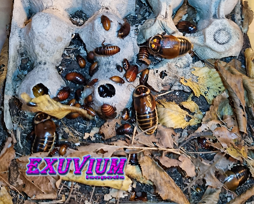 Lucihormetica verrucosa (Warty-Glowspot Roach) SALE 🔥 – Exuvium Isopods