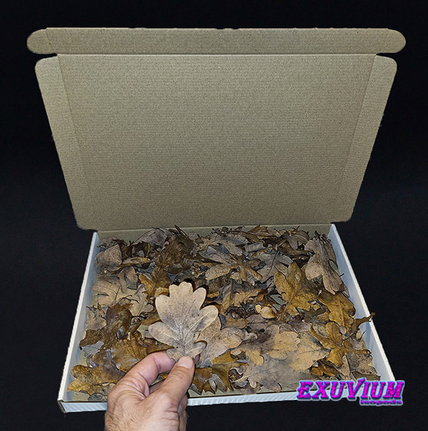 Leaf litter – Exuvium