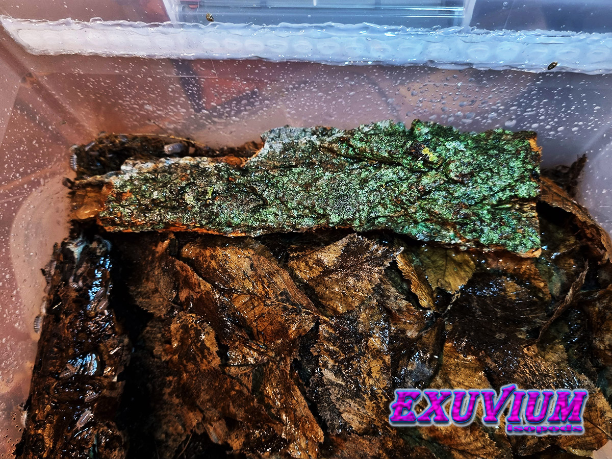 Tree bark: natural white-wood bark – Exuvium Isopods