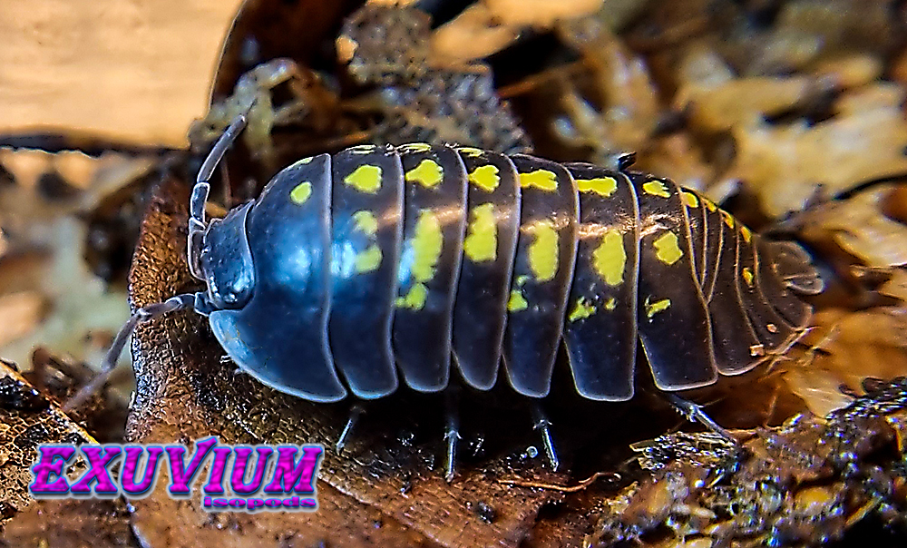 Armadillidium cf. apuanum | Captive Bred Isopods – Exuvium Isopods