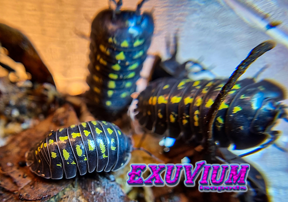 Armadillidium cf. apuanum – Exuvium Isopods