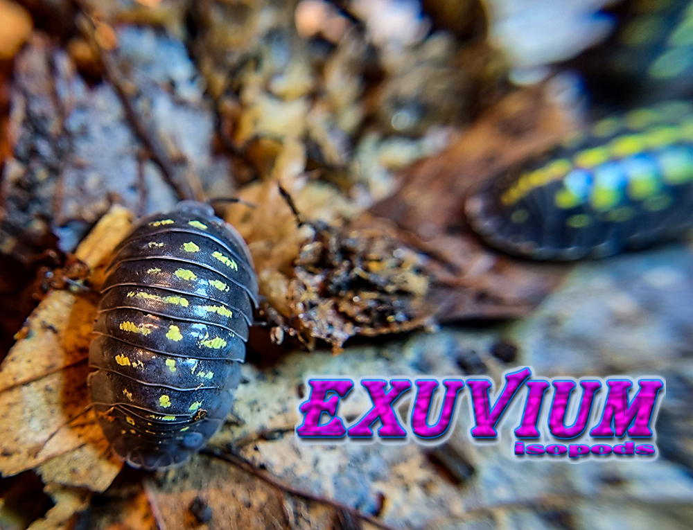 Armadillidium cf. apuanum – Exuvium Isopods