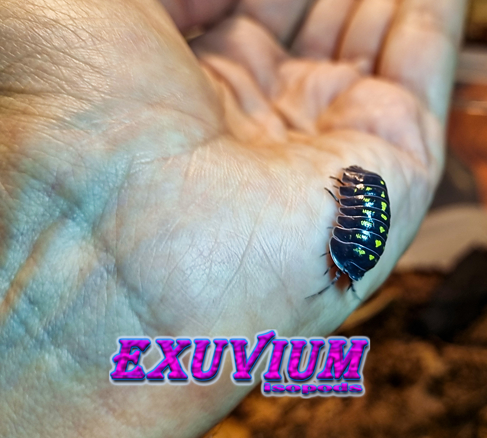Armadillidium cf. apuanum – Exuvium Isopods
