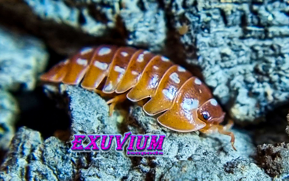 Armadillidium werneri ‘Orange’ – Exuvium Isopods
