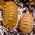 Oniscus asellus (Skirted Woodlouse) – Exuvium Isopods