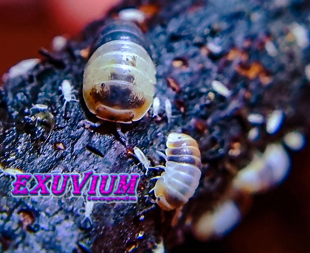Cubaris sp. ‘White Shark’ – Exuvium Isopods