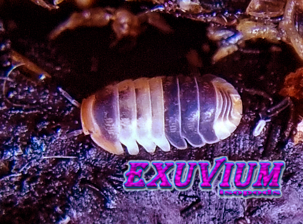 Cubaris sp. ‘White Shark’ – Exuvium Isopods