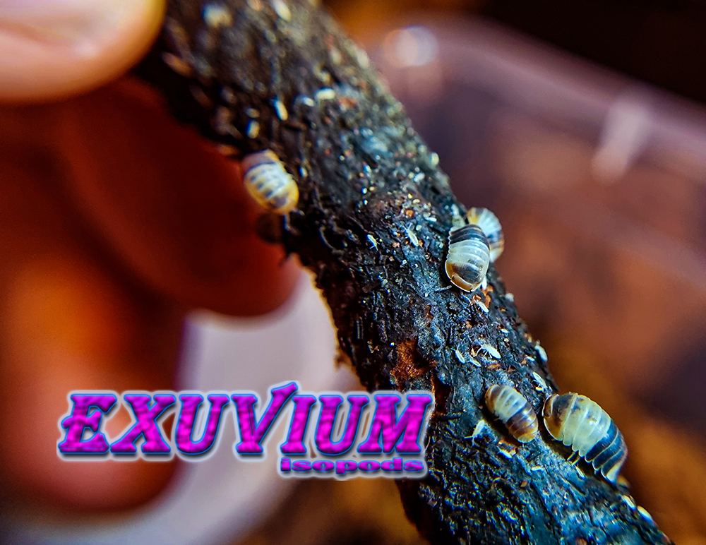 Cubaris sp. ‘White Shark’ – Exuvium Isopods