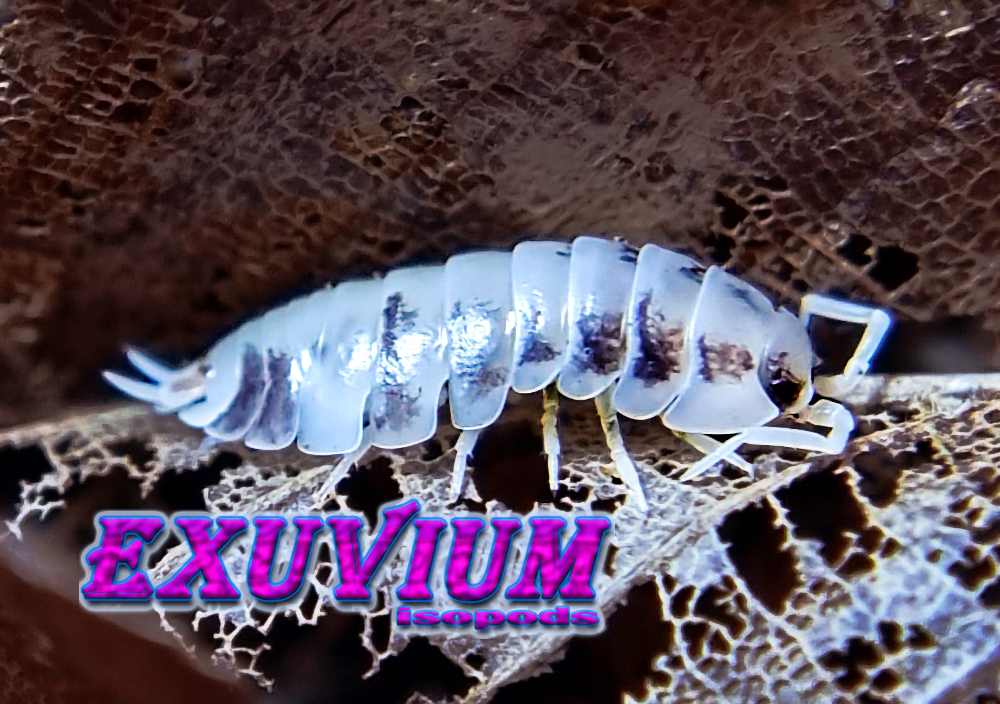 Cylisticus convexus ‘Ukraine Pied’ (Pied Curly Woodlouse) – Exuvium Isopods