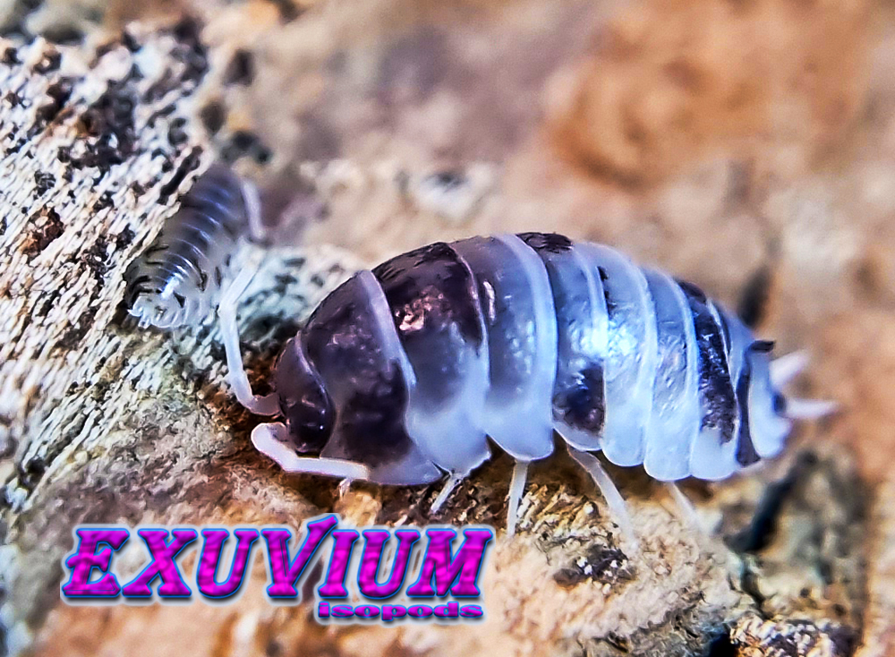 Cylisticus convexus ‘Ukraine Pied’ (Pied Curly Woodlouse) – Exuvium Isopods