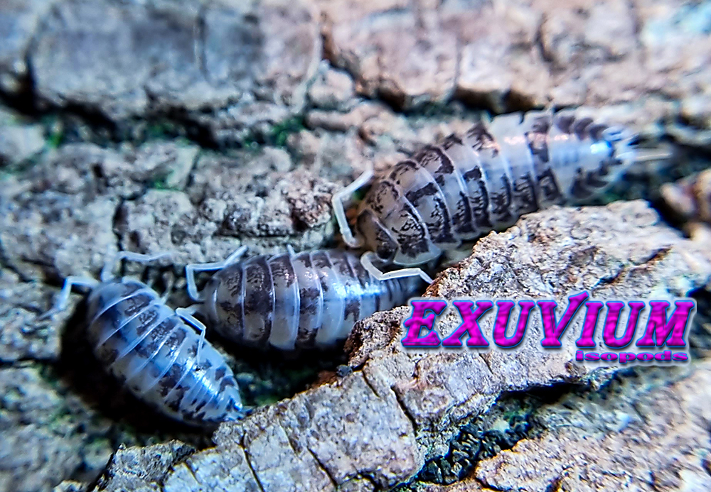 Cylisticus convexus ‘Ukraine Pied’ (Pied Curly Woodlouse) – Exuvium Isopods