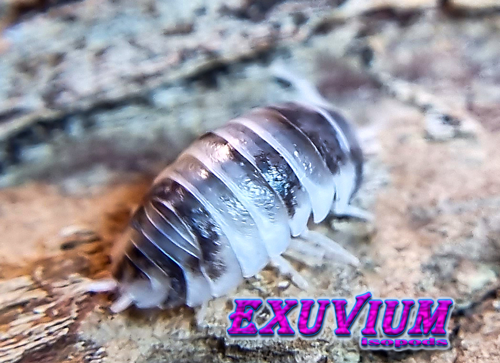 Cylisticus convexus ‘Ukraine Pied’ (Pied Curly Woodlouse) – Exuvium Isopods