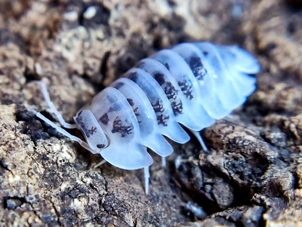 Cubaris isopods – Exuvium Isopods