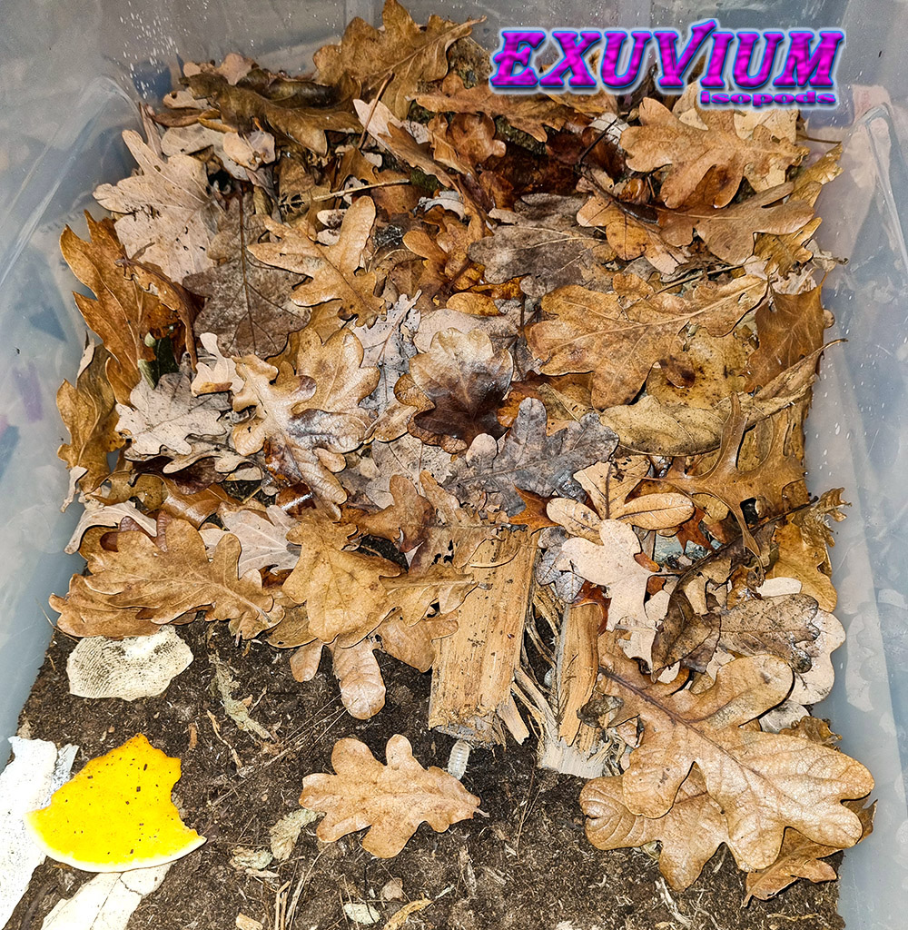 Leaf litter – Exuvium