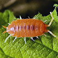 Porcellionides pruinosus ‘Red Koi’ (new line) – Exuvium Isopods