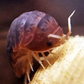 Oniscus asellus (Skirted Woodlouse) – Exuvium Isopods