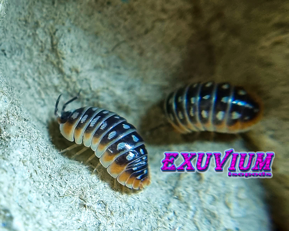 Armadillidium klugii ‘Split’ (Split Clown Isopod) – Exuvium Isopods