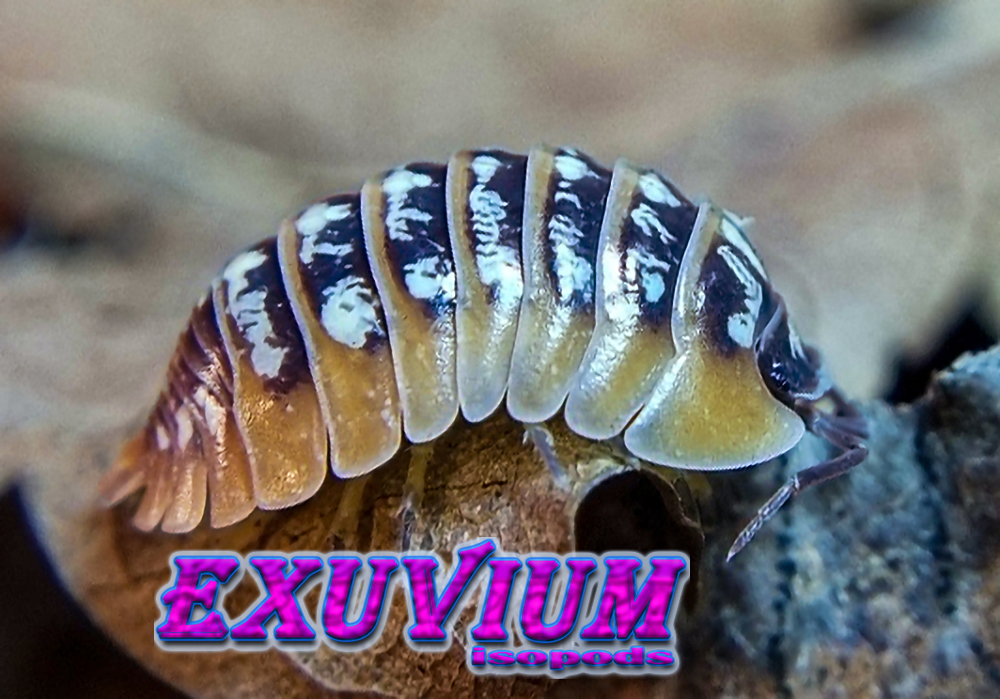 Armadillidium ruffoi ‘Orange Skirt’ – Exuvium Isopods