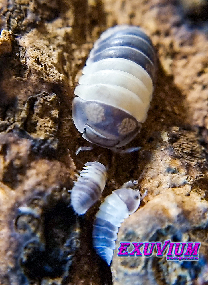Cubaris sp. ‘Panda King’ – Exuvium Isopods