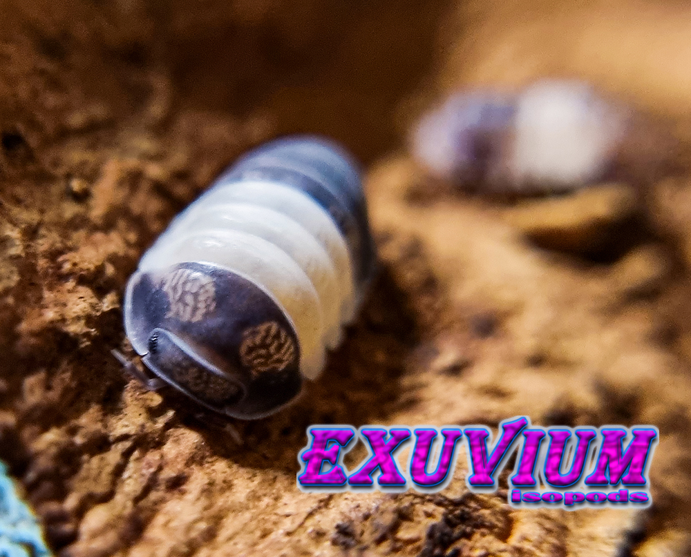 Cubaris sp. ‘Panda King’ – Exuvium Isopods